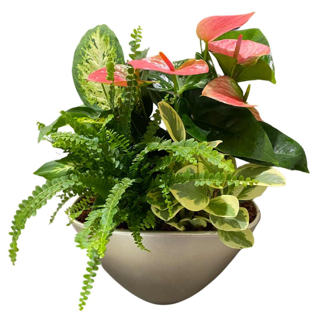 2024 Tropical Planters – Westland Direct